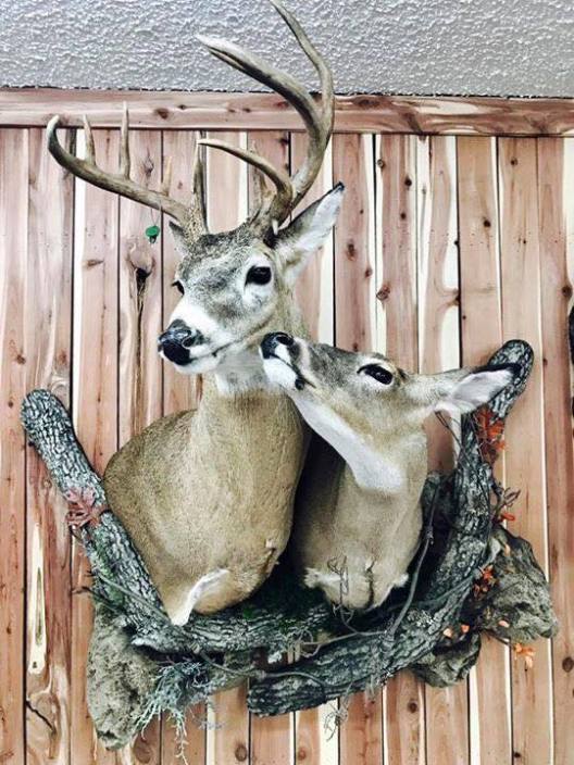 #WhitetailWednesday: 25 Unique Ideas for Your Next Whitetail Mount