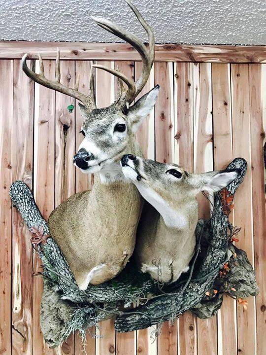 #WhitetailWednesday: 25 Unique Ideas for Your Next Whitetail Mount
