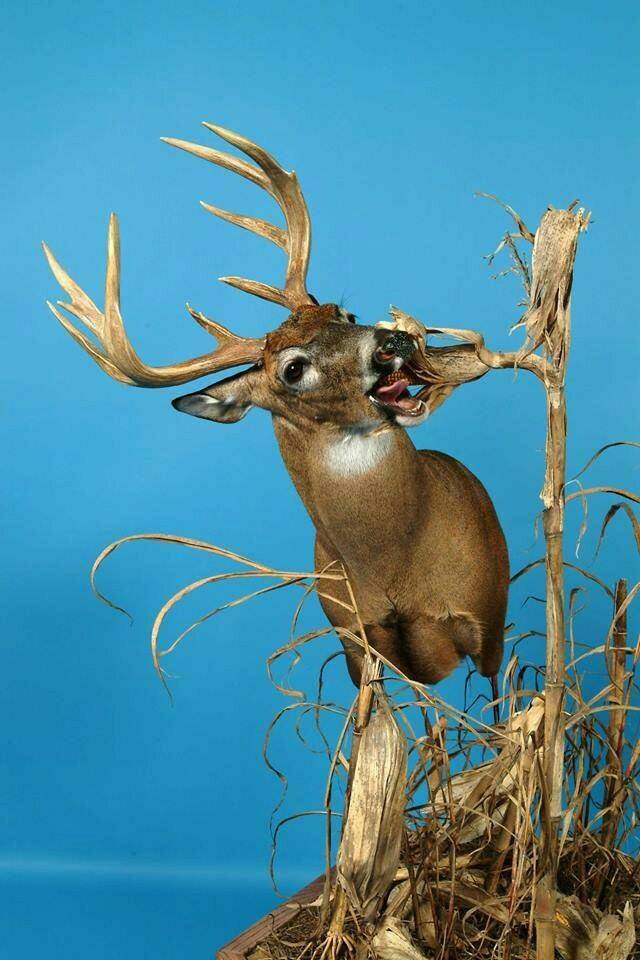 #WhitetailWednesday: 25 Unique Ideas for Your Next Whitetail Mount
