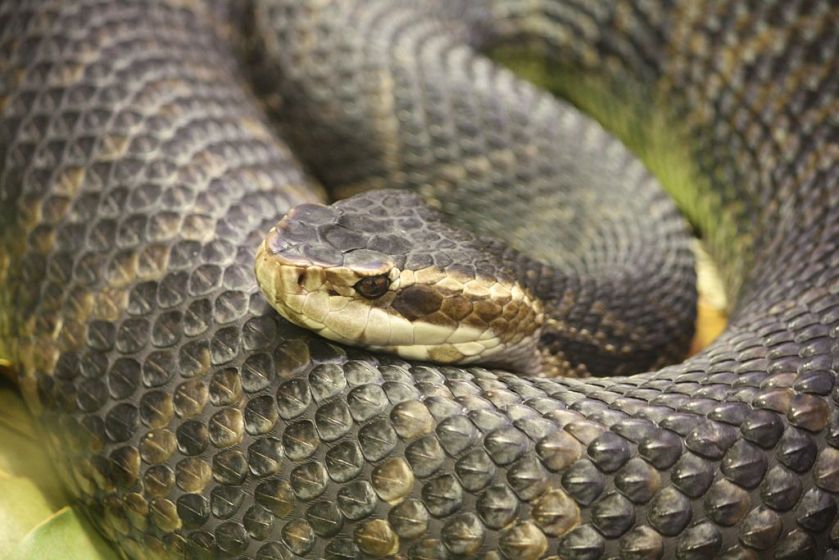 5 Quick Ways to Tell if a Snake is Harmless or Venomous