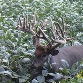 #WhitetailWednesday: 9 of the Biggest Bucks Ever Caught on Trail ...