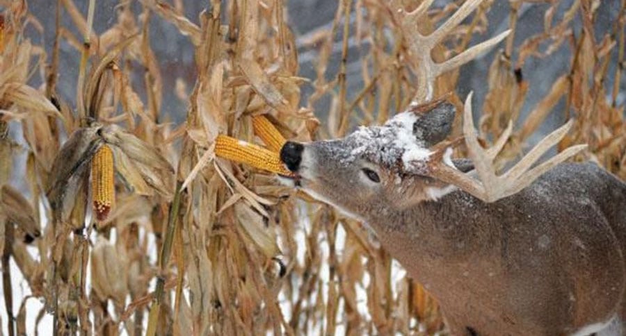 Two Effective Ways to Hunt Deer in the Late Season - Wide Open Spaces