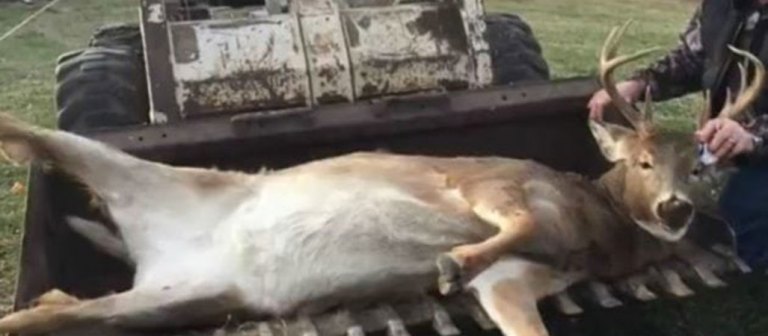 #WhitetailWednesday: 8 of the Strangest Deer Deformities Ever