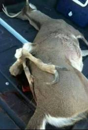 #WhitetailWednesday: 8 of the Strangest Deer Deformities Ever