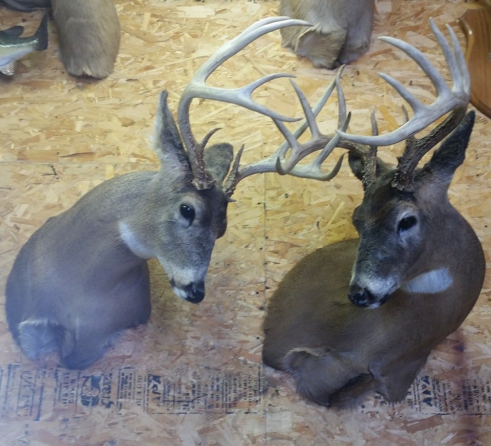 #WhitetailWednesday: 25 Unique Ideas for Your Next Whitetail Mount