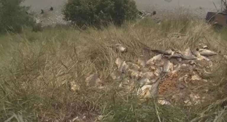 Hundreds of Fish Dumped in Alaska, Prompting Waste and Safety Concerns ...