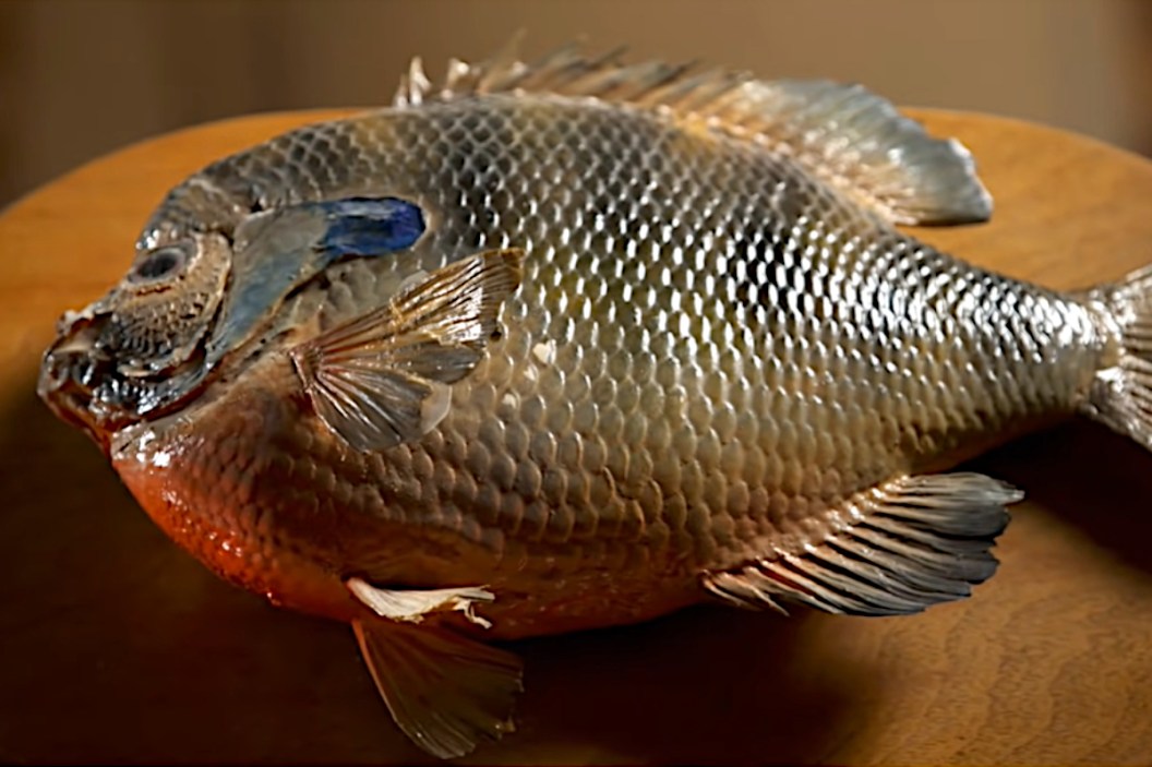 The World Record Bluegill Has Stood for 70+ Years and Counting