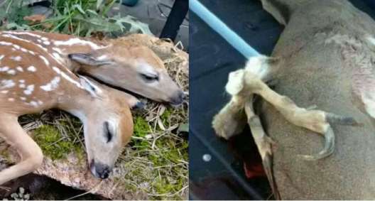 #WhitetailWednesday: 8 of the Strangest Deer Deformities Ever