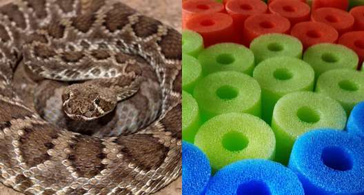 Venomous Snakes Found Hiding in Pool Noodles In Arizona