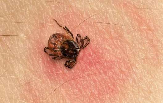 7 Photos of Outdoorsmen Dealing with Bugs - Wide Open Spaces