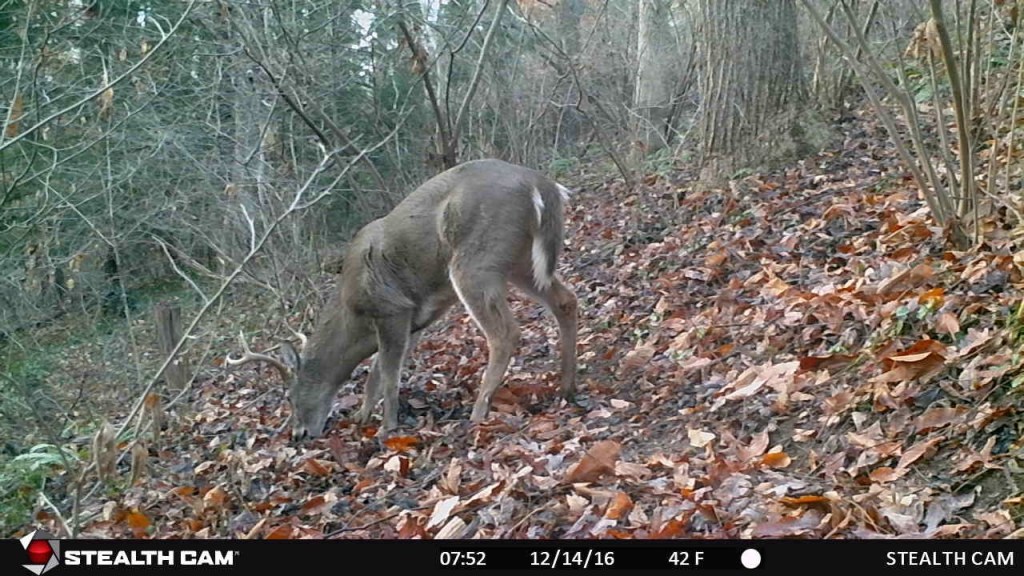 How to Read Your Hunting Land and Place Your Blinds - Wide Open Spaces