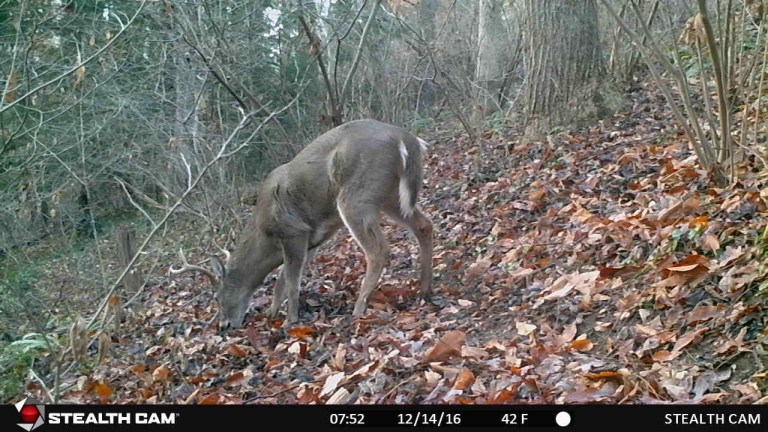How to Read Your Hunting Land and Place Your Blinds - Wide Open Spaces