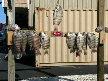 16 Saltwater Fishing Records That Have Stood for a Ridiculously Long ...