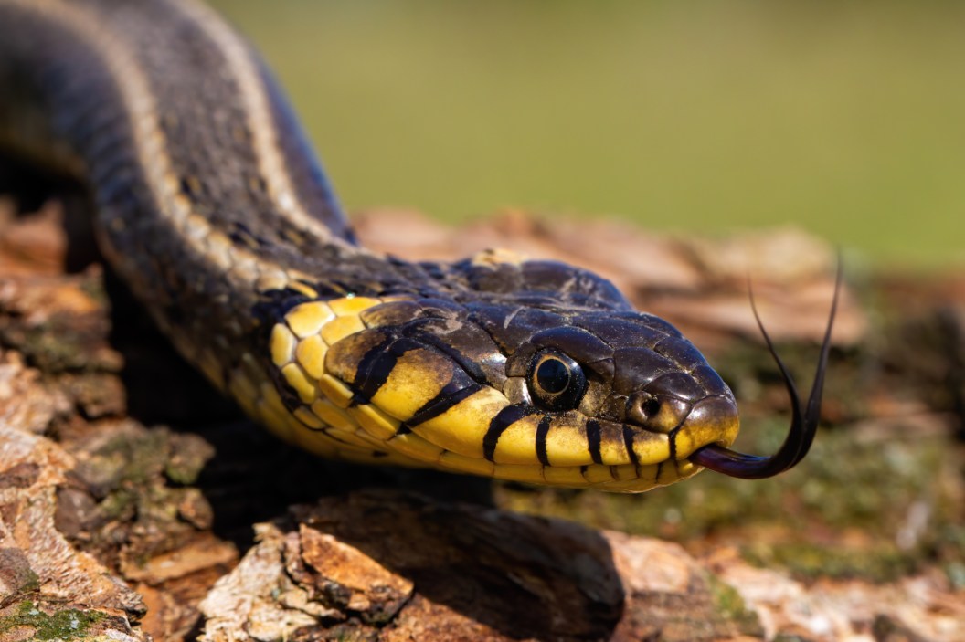 Baby Copperheads: How to Identify Them and Get Rid of Them
