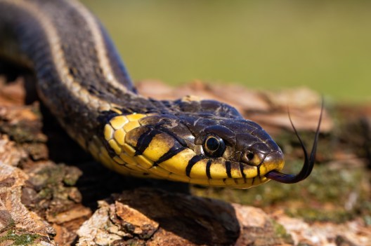 Here are 5 Quick Summer Snake ID Tips - Wide Open Spaces