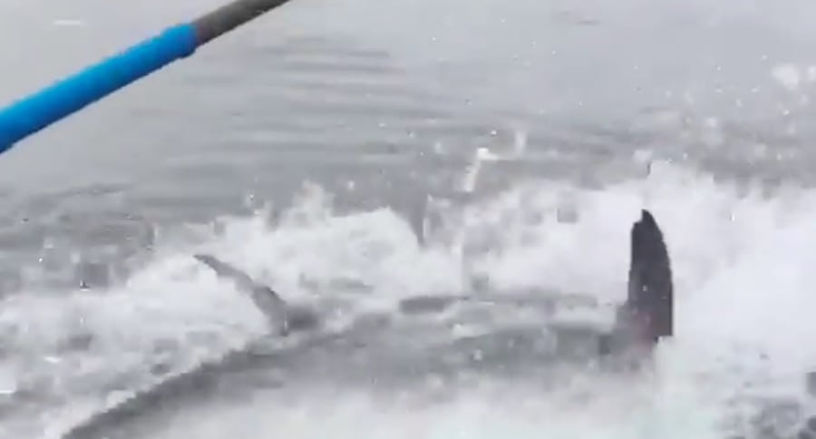 Video: Insane Boat-Side Tuna Strike Shows How Strong They Are - Wide ...