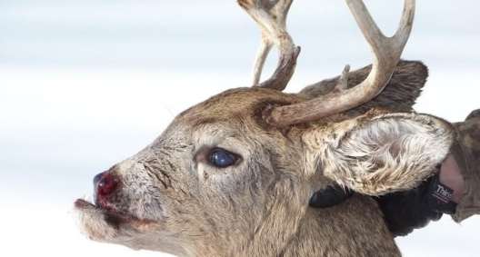 #WhitetailWednesday: 8 of the Strangest Deer Deformities Ever