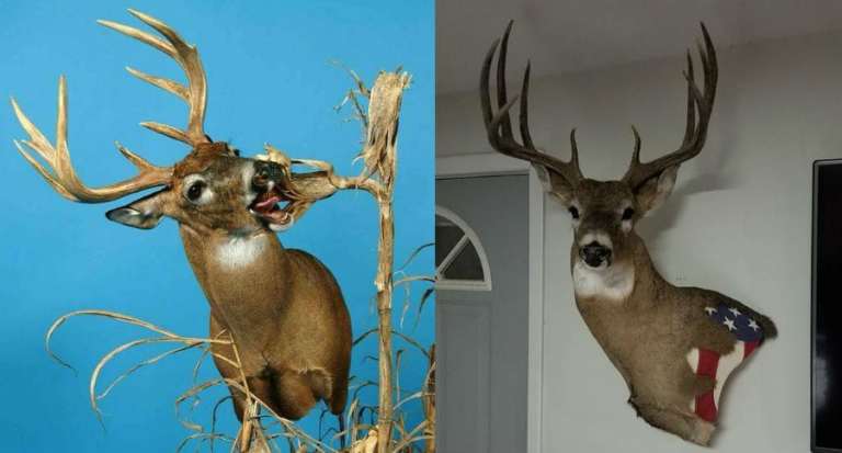 #WhitetailWednesday: 25 Unique Ideas for Your Next Whitetail Mount