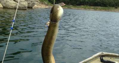There's a New Arkansas American Eel Record From Bull Shoals Lake - Wide ...