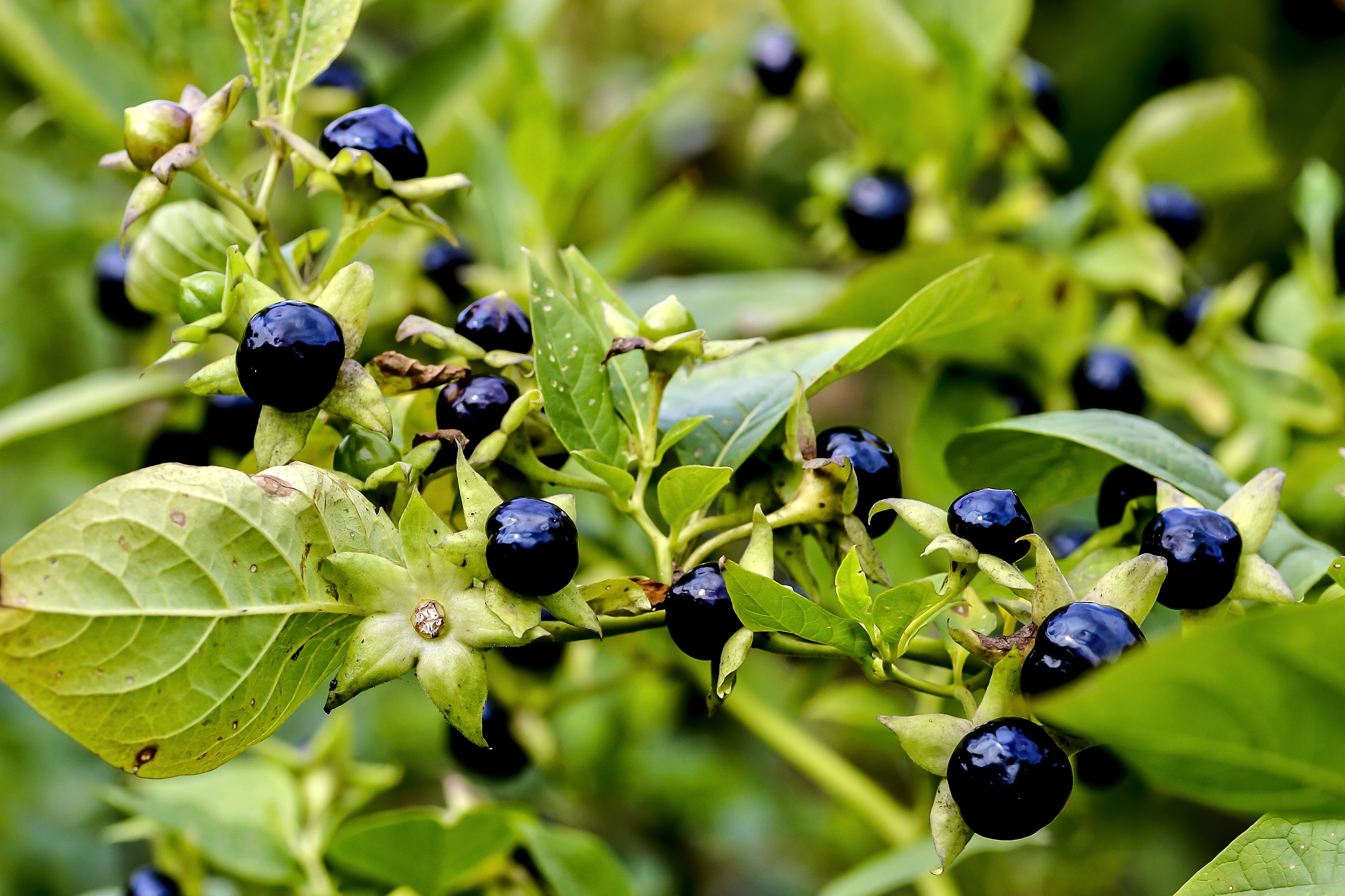 8 Poisonous and Toxic Plants to Watch Out for On Trails