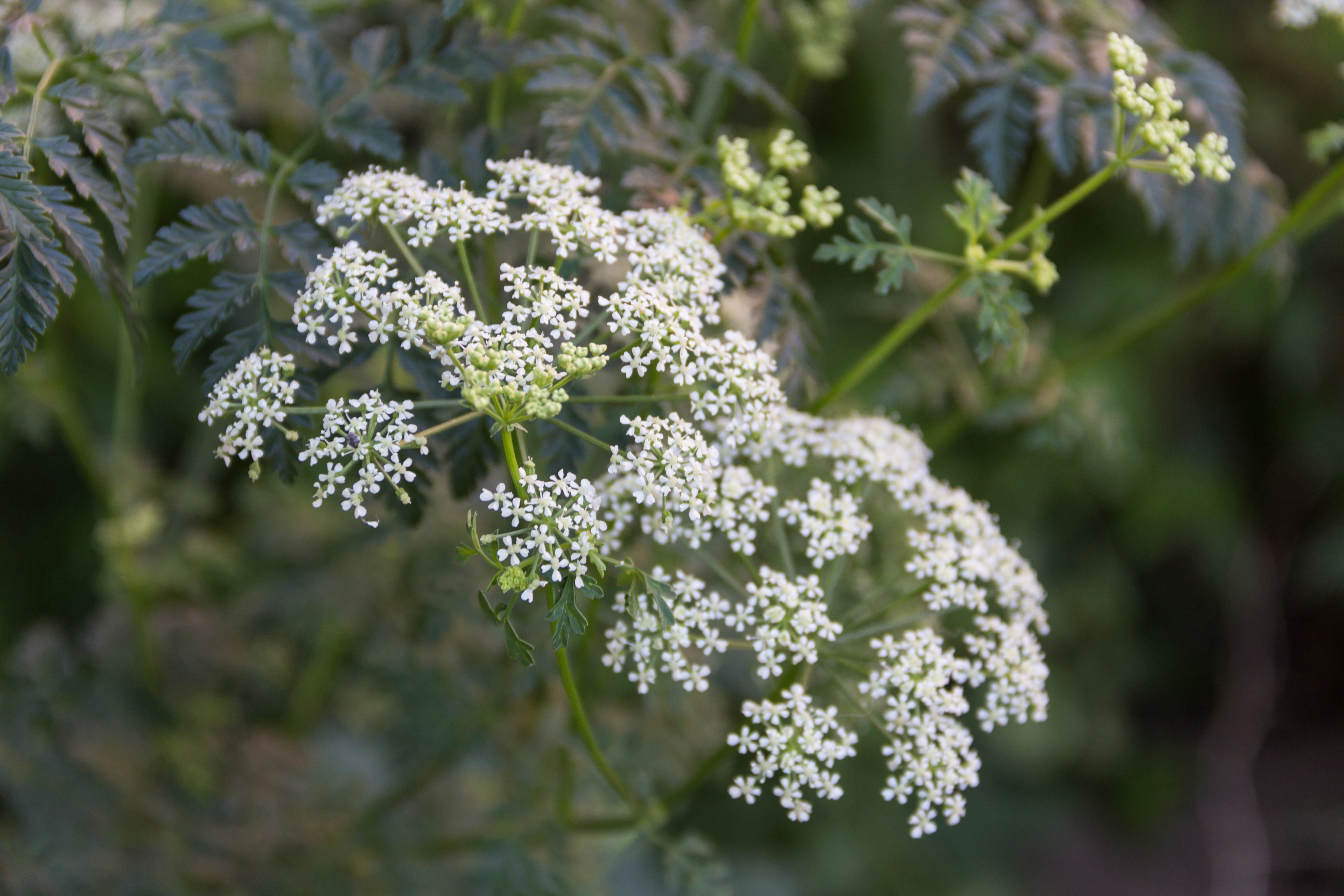8 Poisonous and Toxic Plants to Watch Out for On Trails
