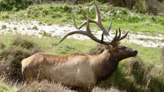 The Difference Between a Bull Elk and a Red Stag