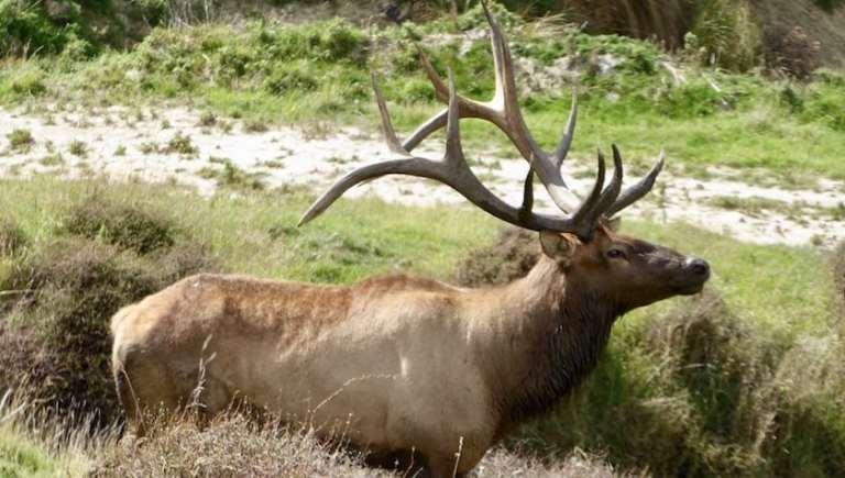 The Difference Between a Bull Elk and a Red Stag