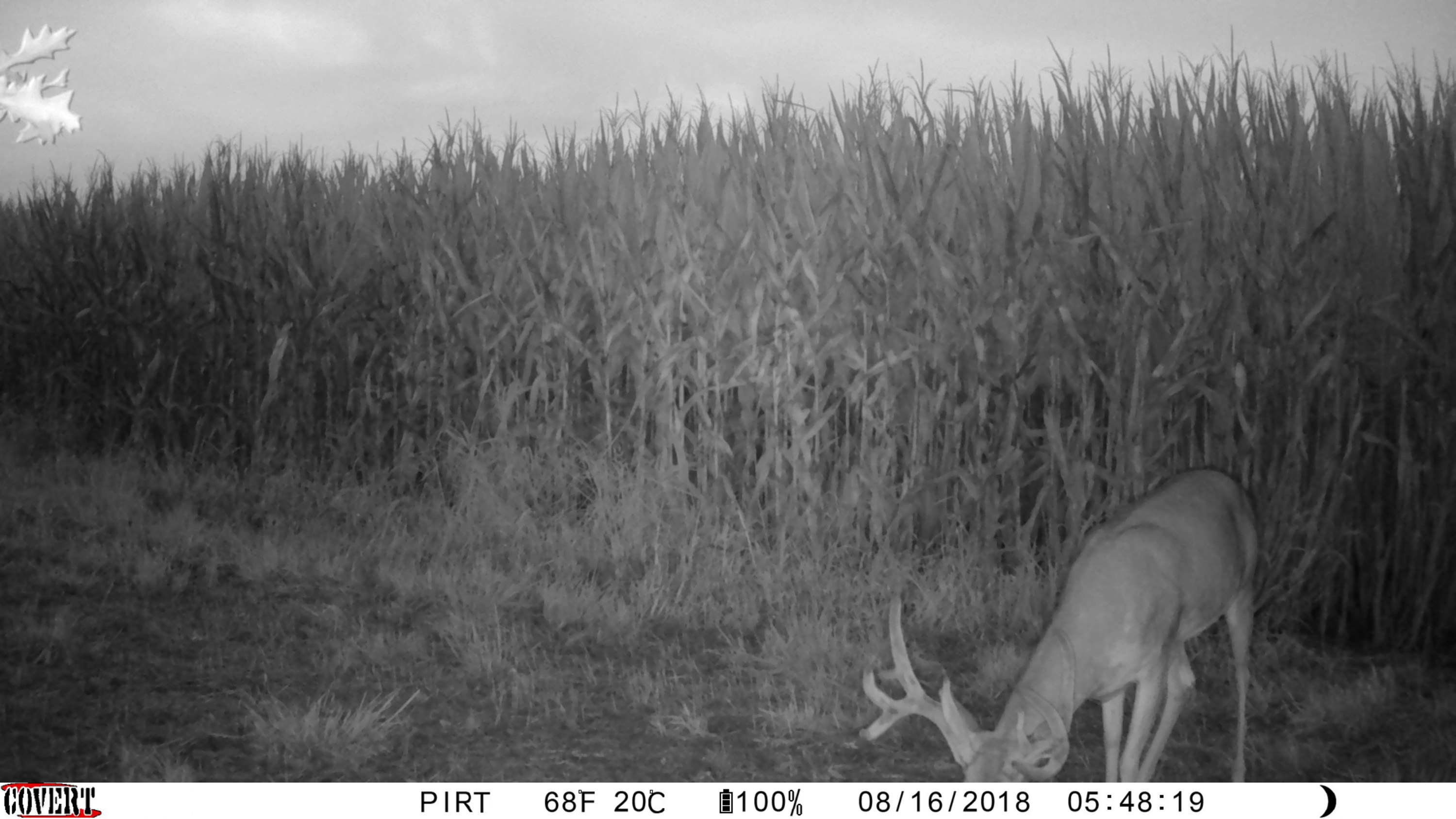 Covert's New ICE Cam is Effective and Affordable - Wide Open Spaces