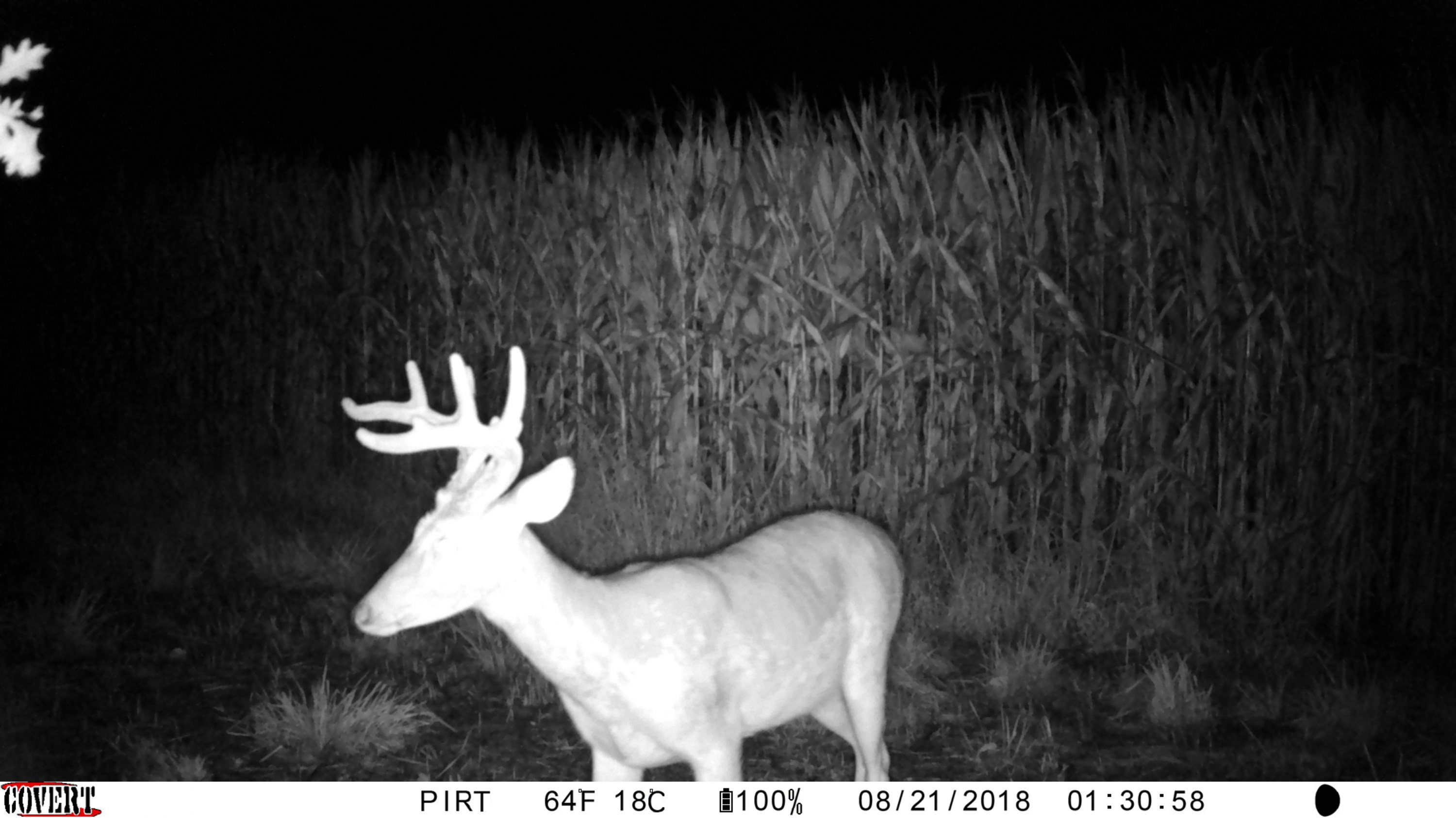 Covert's New ICE Cam is Effective and Affordable - Wide Open Spaces