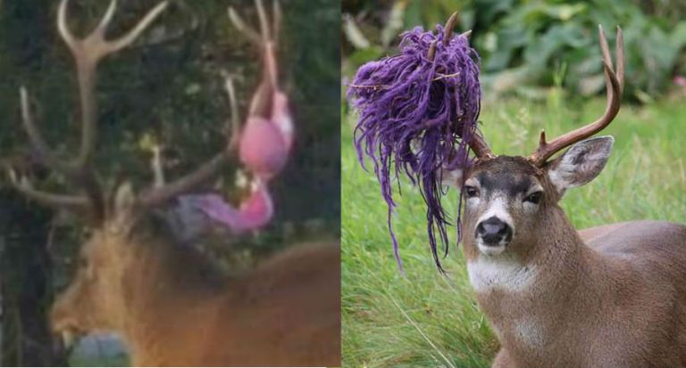 Four Deer Dead in Bizarre Pennsylvania Bridge Jump Incident - Wide Open ...