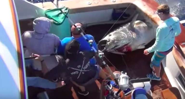 Video: Insane Boat-Side Tuna Strike Shows How Strong They Are - Wide ...