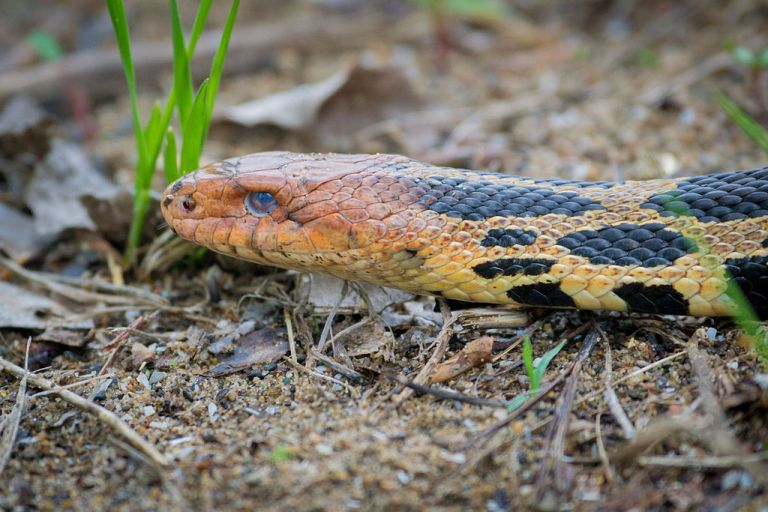 Michigan Snakes: A Quick Field Guide to All 18 Species