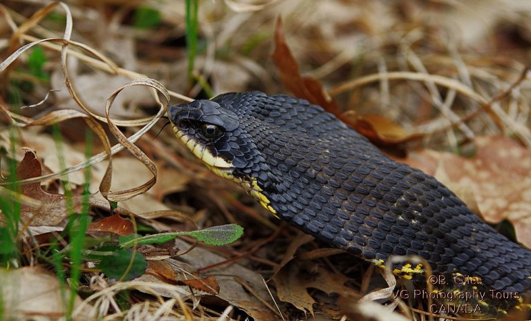 Michigan Snakes, A Quick Field Guide to All 18 Species