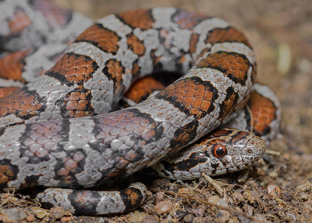 Michigan Snakes, A Quick Field Guide to All 18 Species