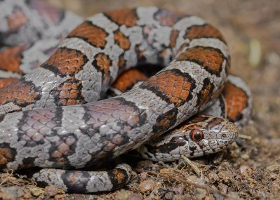 Michigan Snakes: A Quick Field Guide to All 18 Species