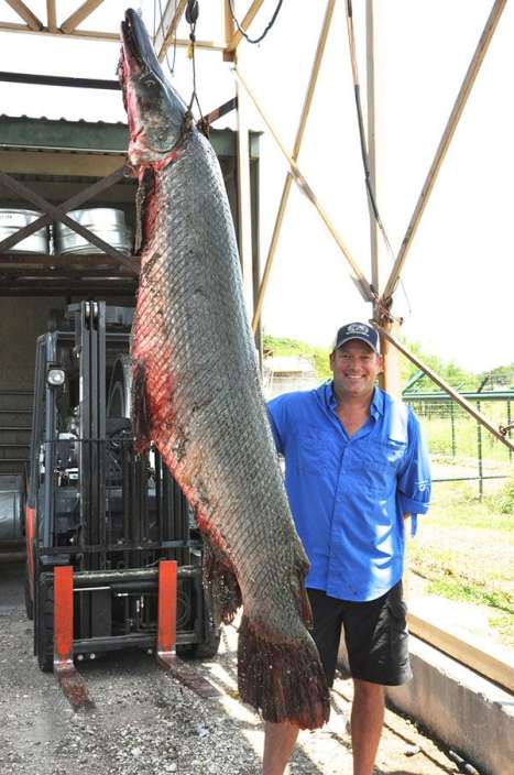 Texan Bags Alligator Gar That Approached the New World Record - Wide ...