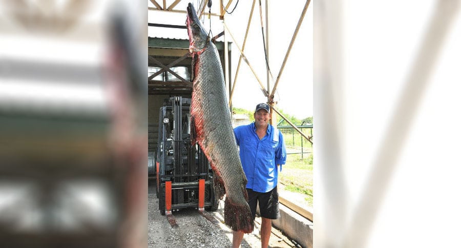 Texan Bags Alligator Gar That Approached the New World Record - Wide ...