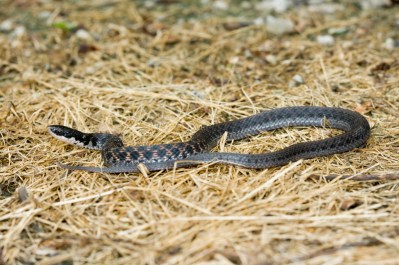Michigan Snakes: A Quick Field Guide to All 18 Species