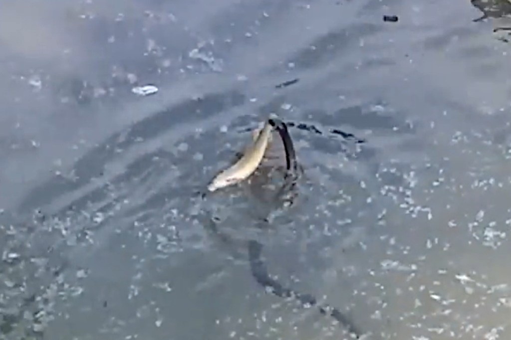 This Breeding Ball of Snakes is Very Cool and Nightmarish at the Same ...