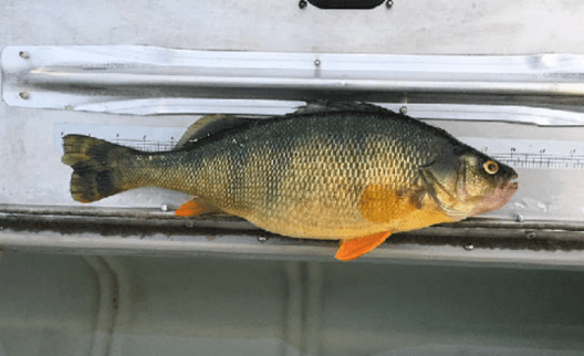 Tennessee State Perch Record Tied and It's a Whopper! - Wide Open Spaces