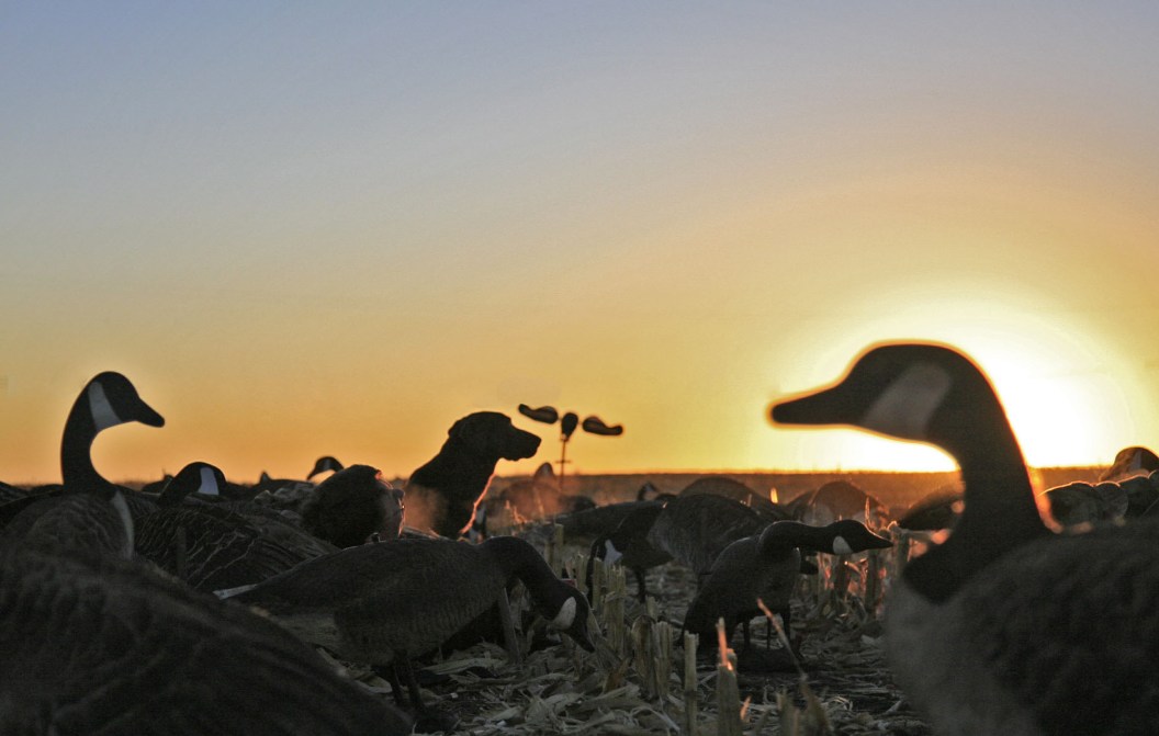 10 Reasons Waterfowl is Such an Underrated Pursuit - Wide Open Spaces