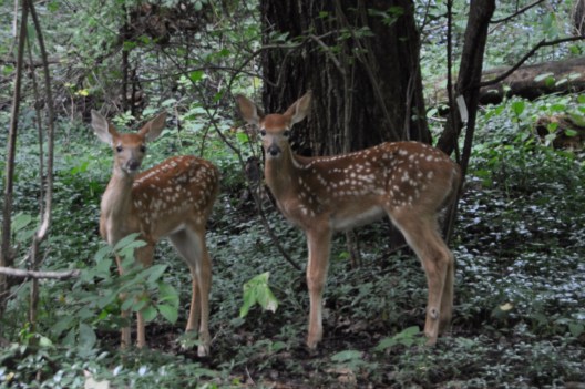 Reasons Why Deer Hunting Season is In the Fall - Wide Open Spaces