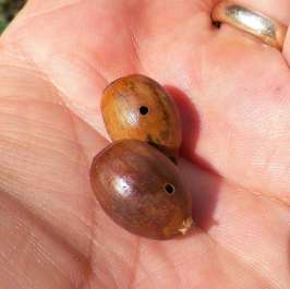 Make Your Own Acorn Flour for Baking Breads or Muffins - Wide Open Spaces