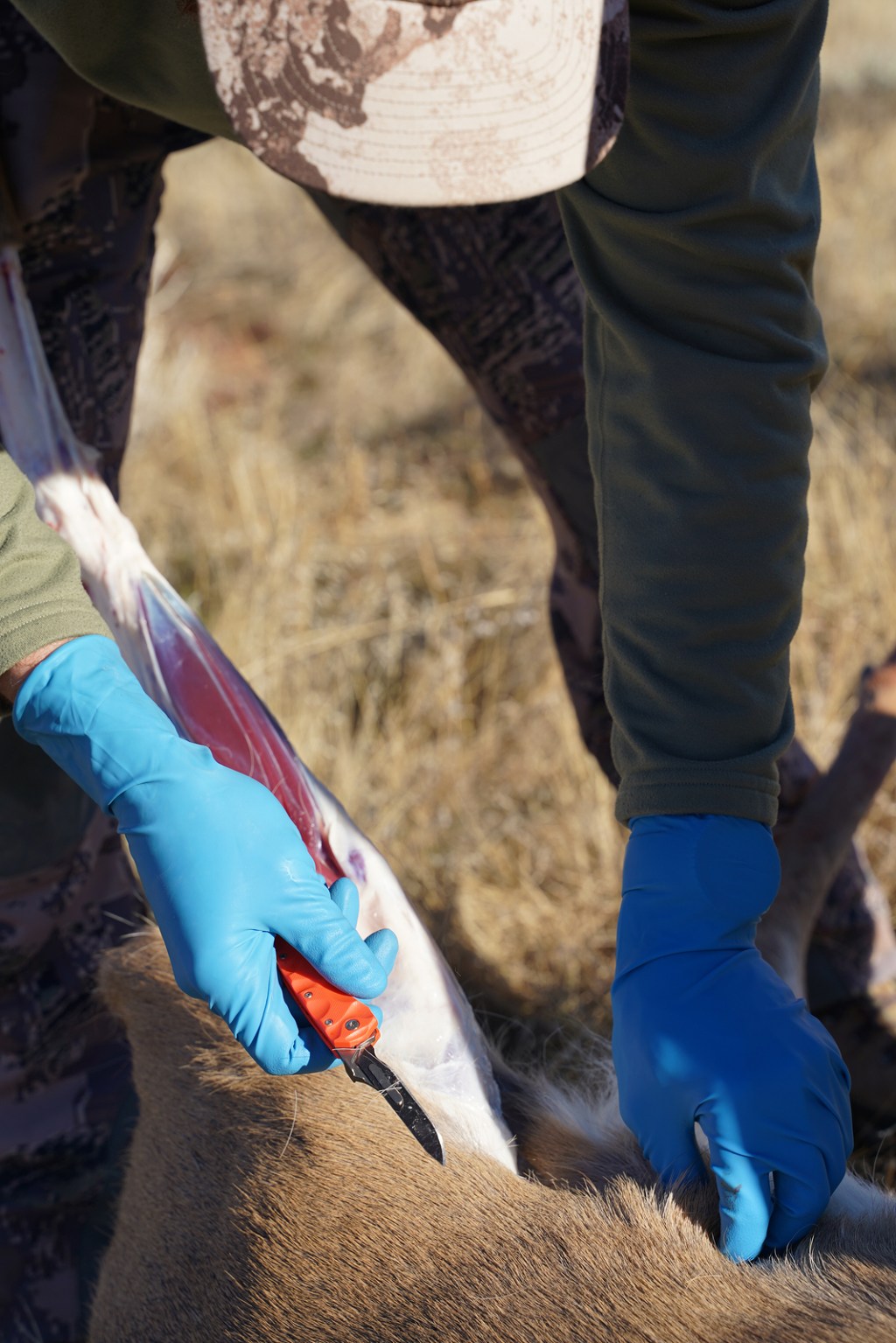 Examining When Hunters Should Start Field Dressing Their Own Deer ...