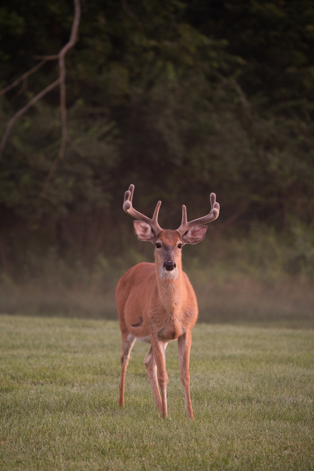 Human Urine: Does it Help or Hurt Deer Hunting? - Wide Open Spaces
