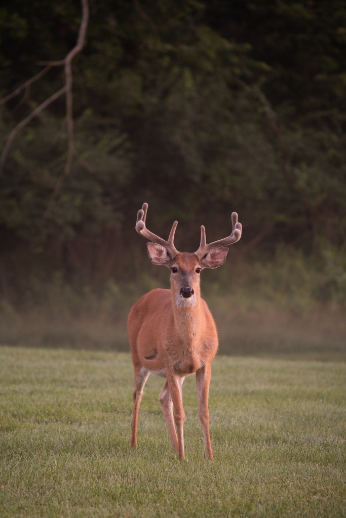 The Good and the Bad About Antlerless Deer Hunting - Wide Open Spaces