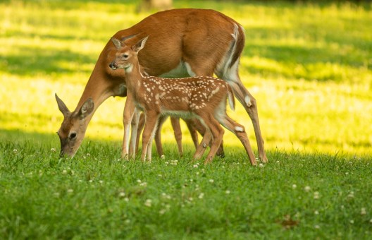 The Good And The Bad About Antlerless Deer Hunting Wide Open Spaces