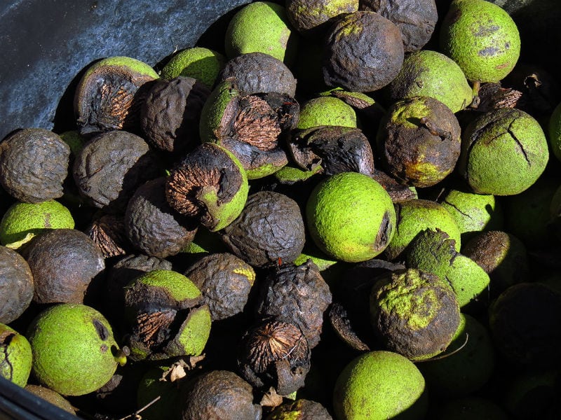 How to Traditionally Dye and Wax Traps for a More Successful Trapping ...