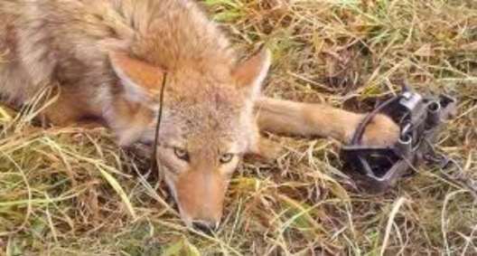 How to Traditionally Dye and Wax Traps for a More Successful Trapping ...