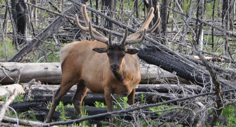 Iowa Elk Sightings on the Rise According to DNR